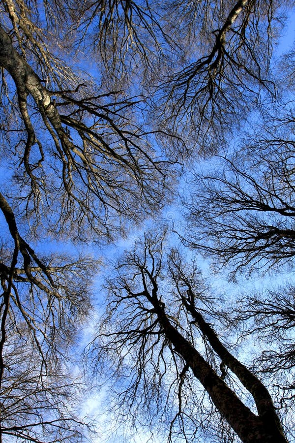 Up view in forest stock image. Image of height, travel - 9167889