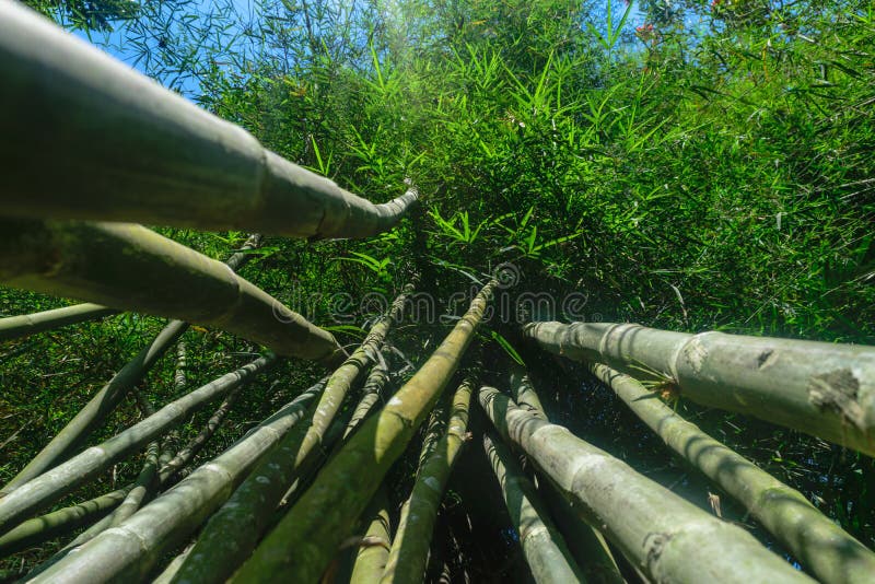 Up View from the Ground of Green and Big Bamboo Tree Trunks in ...