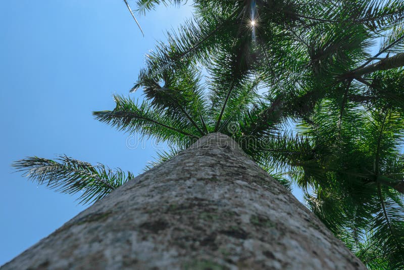 Up View from the Ground of Grey Palm Tree Trunk and Green Leaves in ...