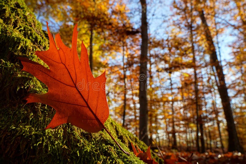 Red Autumn Leaf on Tree Trunk with Moss Stock Photo - Image of falling ...