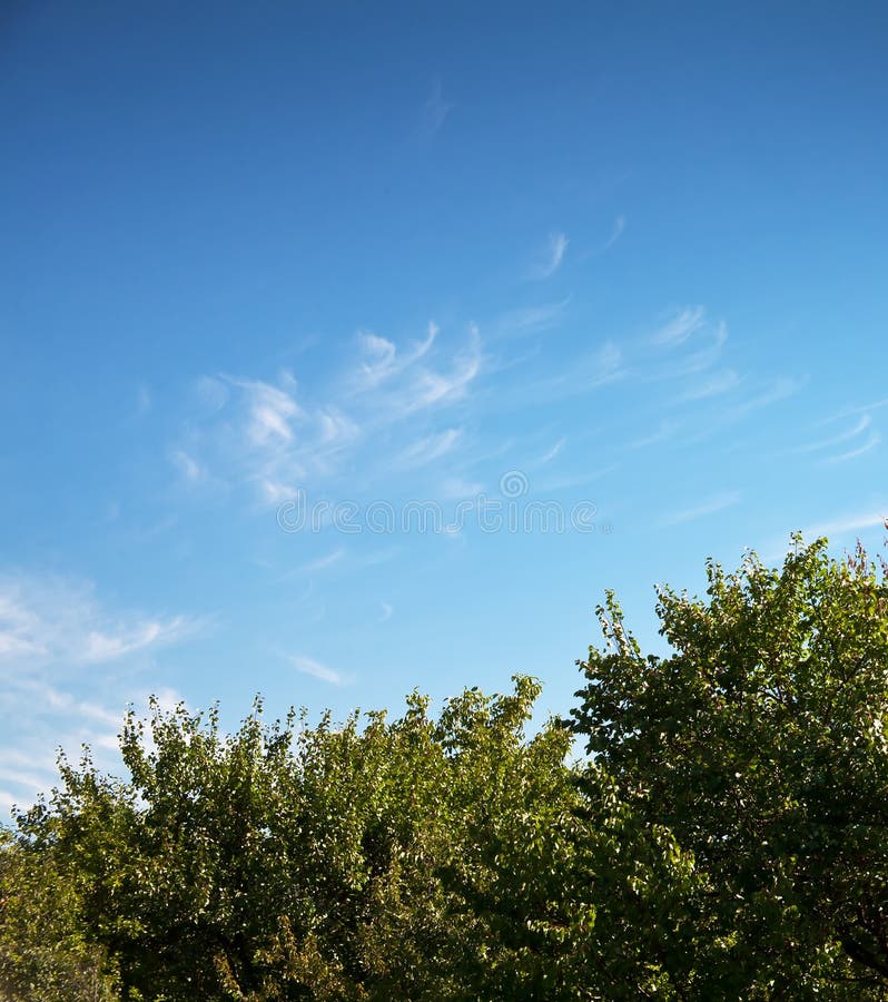 Up view on tree and sky stock image. Image of blue, summer - 26608077
