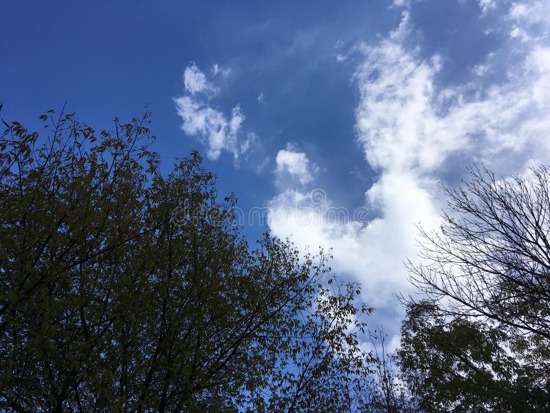 Blue sky and trees stock photo. Image of environment - 101979950