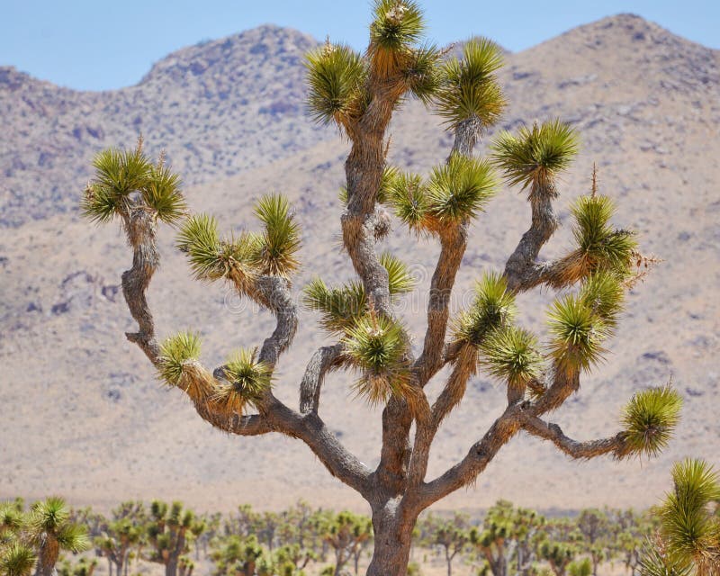 Upclose Joshua Tree stock photo. Image of green, california - 222582556