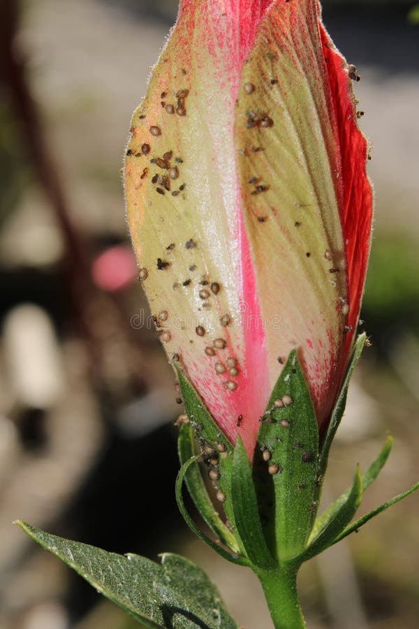 Upclose Shot of a Pink Hibiscus before Blooming Stock Photo - Image of ...