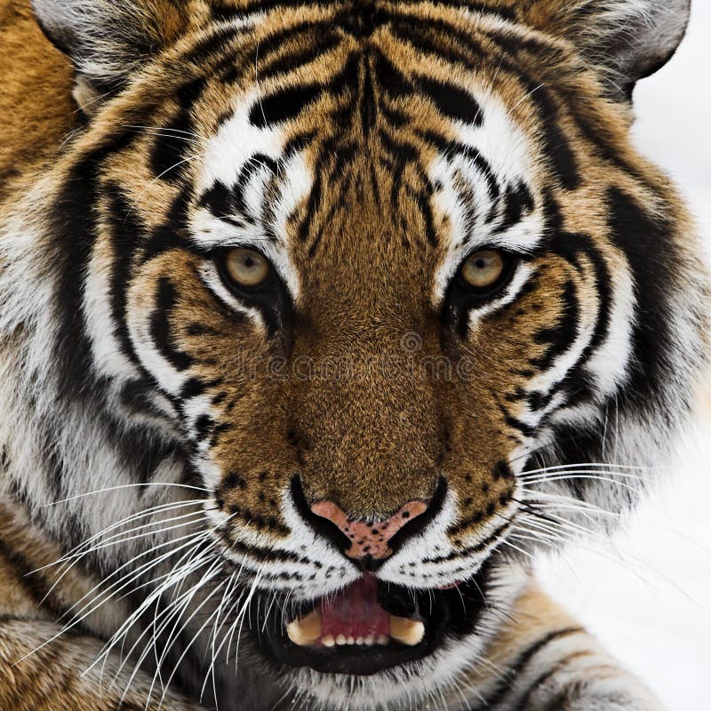 Upclose shot of Tiger head stock image. Image of reserve - 2911107