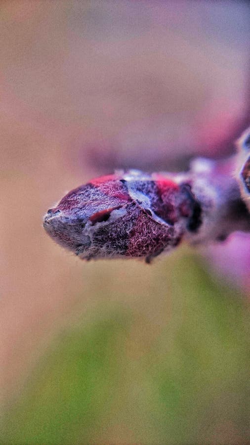 Approaching Spring and Trees Stock Image - Image of natural, tuber ...