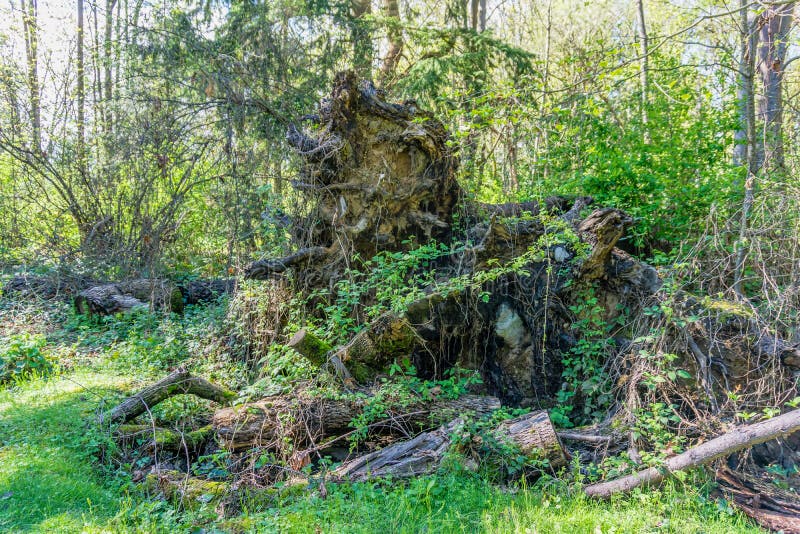 Upended Tree Trunk 2 stock image. Image of plants, normandy - 147395649