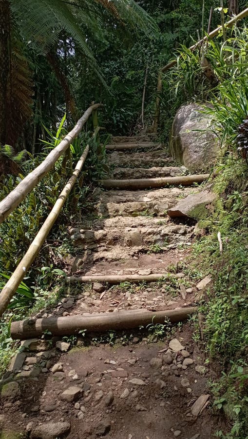 Uphill path in the forest stock image. Image of road - 251926617