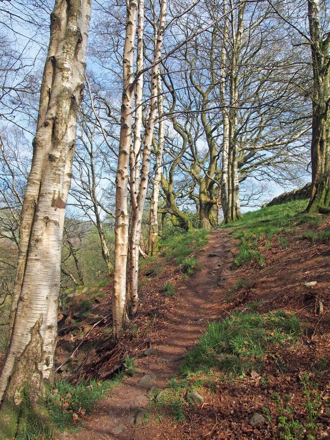 Uphill Path between White Birch Trees in Woodland on a Spring Morning ...