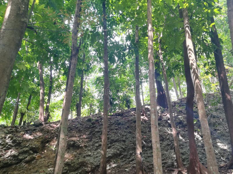 Uphill trees in the forest stock image. Image of uphill - 119085041