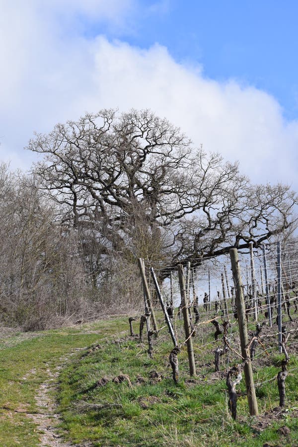 Vineyard path stock image. Image of countryside, growing - 29781557