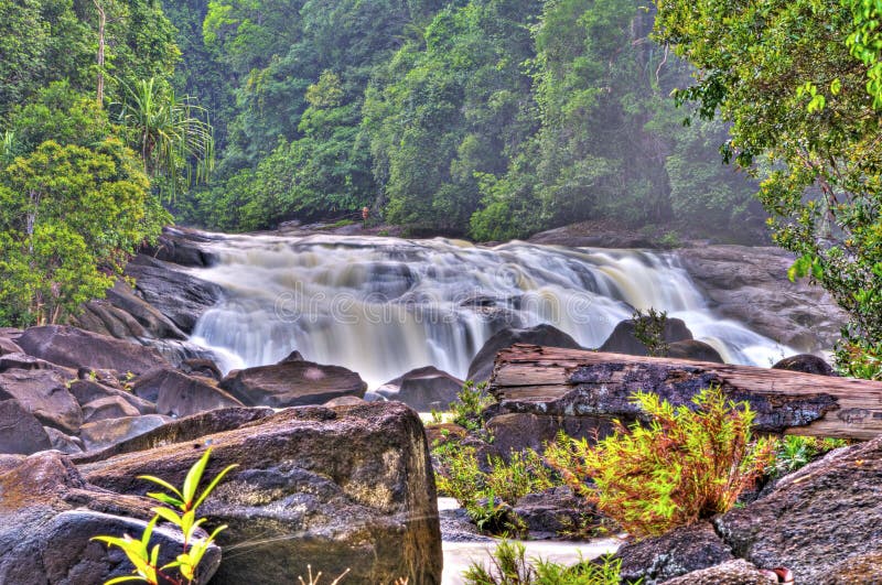 Upih Leaf Stock Photos - Free & Royalty-Free Stock Photos from Dreamstime