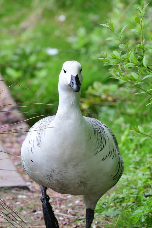 402 Goose Front View Stock Photos - Free & Royalty-Free Stock Photos ...