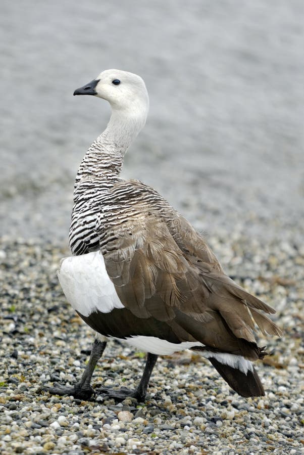 Upland Goose, Tierra Del Fuego, Argentina Stock Photo - Image of ...