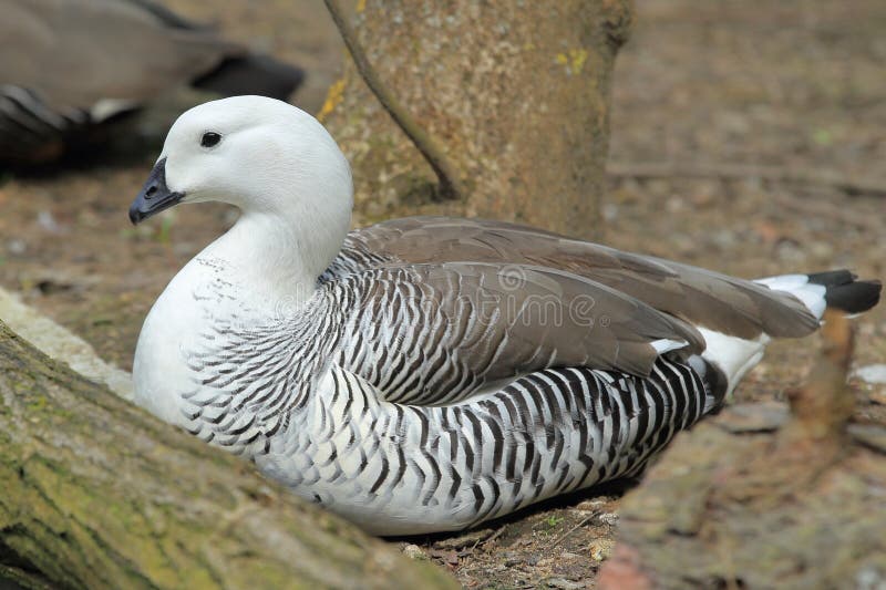 Upland goose stock image. Image of chloephaga, ground - 277826299