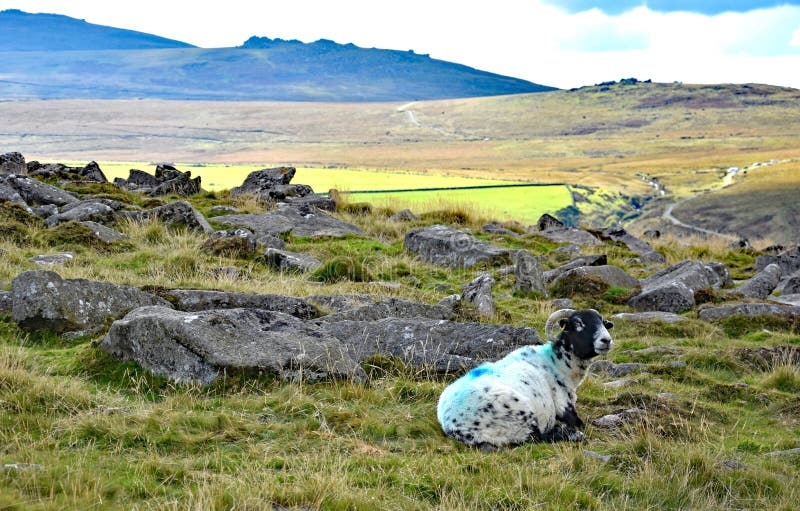 Upland Sheep on Dartmoor, England Stock Photo - Image of moorland ...