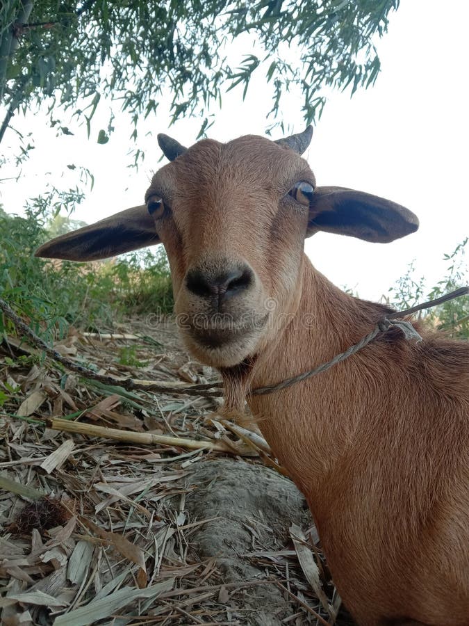 Image of a Beautiful Goat Posing for the Camera. Stock Photo - Image of ...