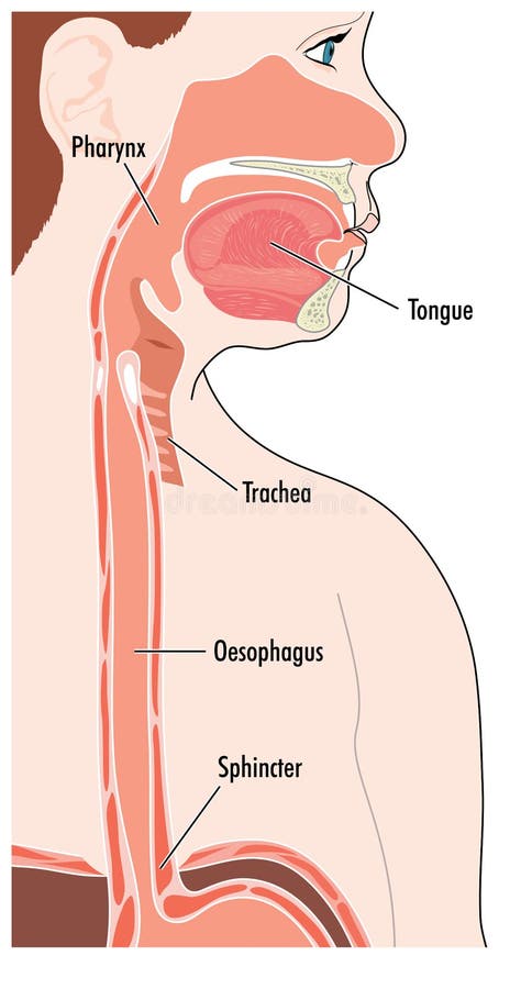 Fully Labeled Diagram of Fetus Developing in the Uterus Stock Vector ... Fully Labeled Diagram of Fetus Developing in the Uterus Stock Vector ...