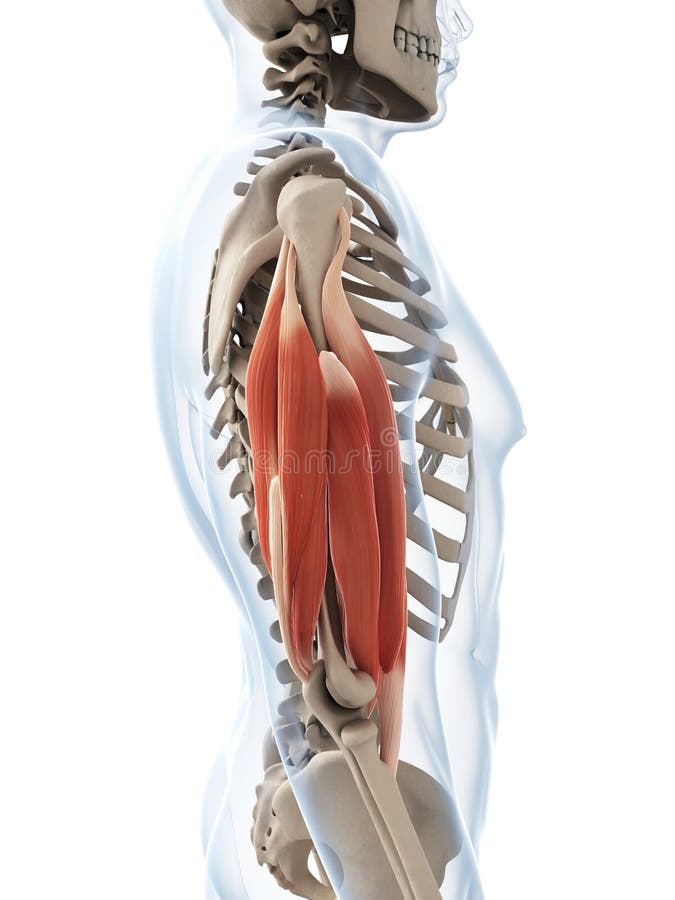 The upper arm muscle stock illustration. Illustration of graphic - 34164287
