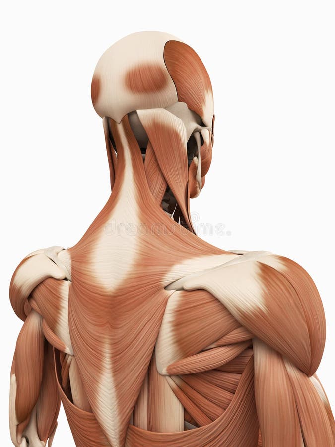The upper back muscles stock illustration. Illustration of athletic ...