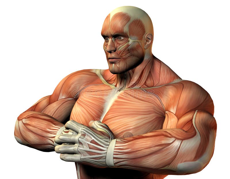 Muscle man upper body stock illustration. Illustration of thorax - 14308967