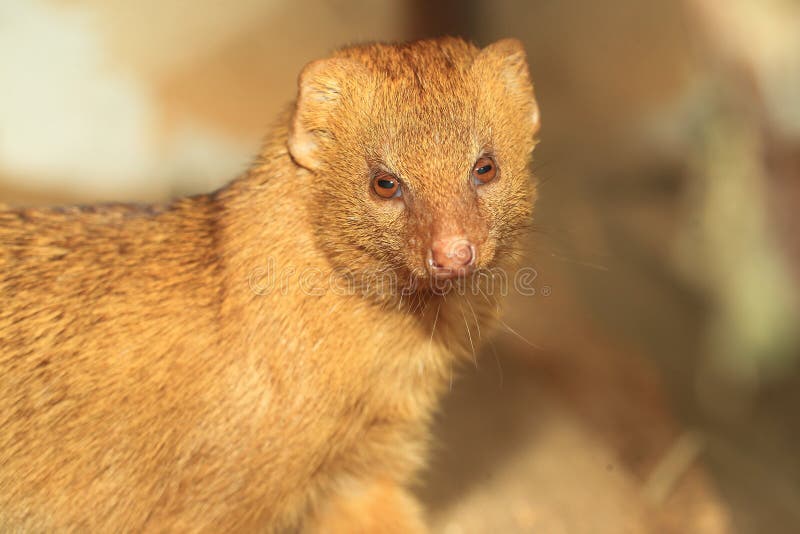 Slender Mongoose - African Wildlife Background - Curious and Cute Stock ...