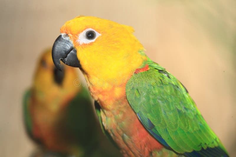 Double Yellow-headed Amazon Stock Photo - Image of animal, adult: 103147396
