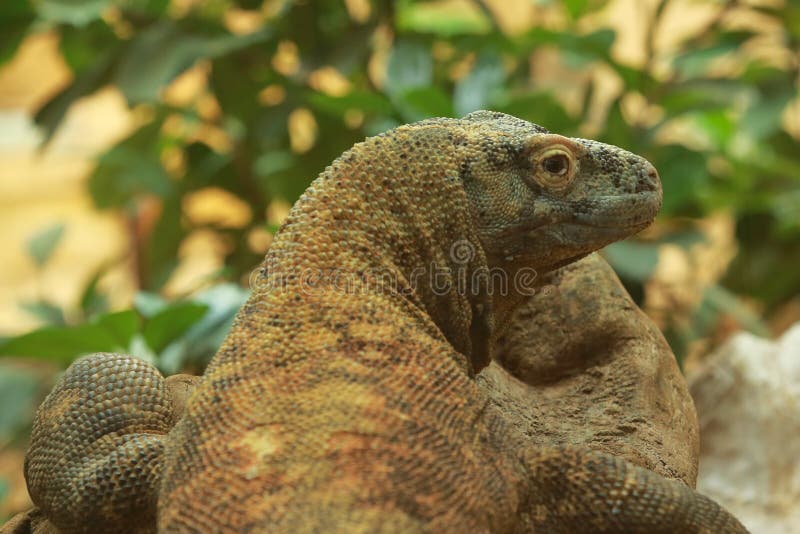 Komodo dragon stock image. Image of body, dragon, komodo - 268999997