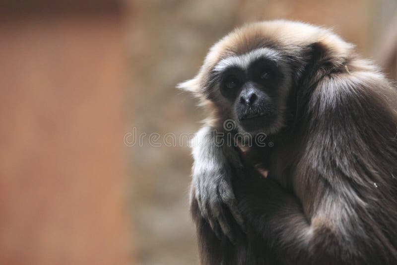 Young Pileated Gibbon, 1 Year Old Stock Photo - Image of indoors ...
