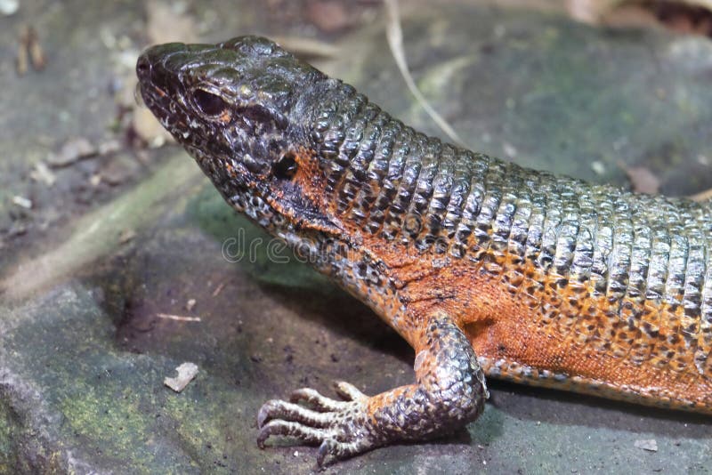 Close-up of a South-Eastern Girdled Lizard Stock Image - Image of ...