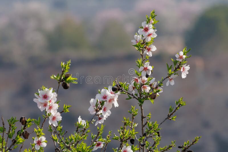 Upper Branches of Almond Tree in Bloom Stock Image - Image of beauty ...