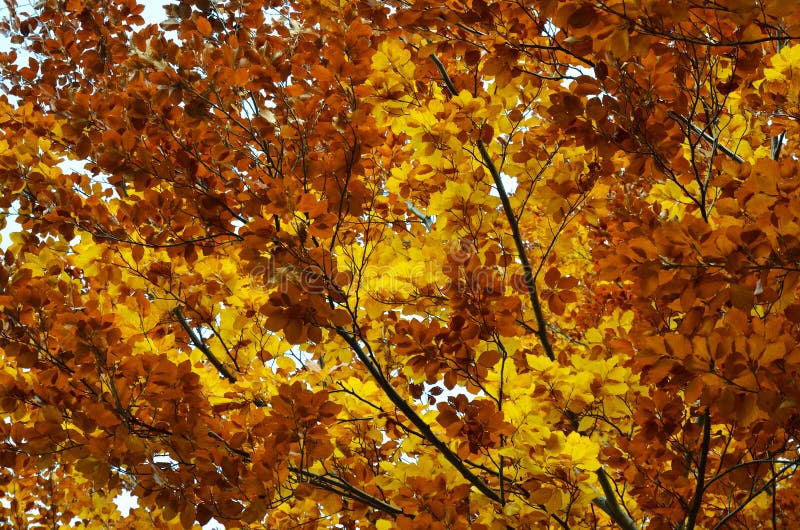 Upper Branches of the Autumnal Trees Stock Photo - Image of fading ...
