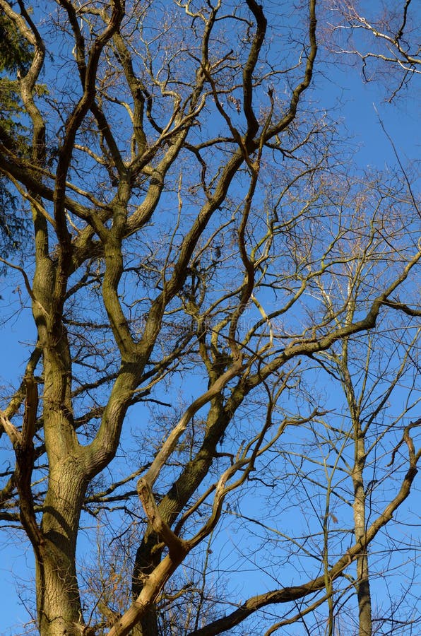 Upper Branches of an Oak Tree Stock Image - Image of nature, plant ...