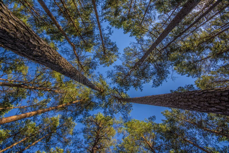 Upper branches of a tree stock image. Image of blue, relax - 76969681