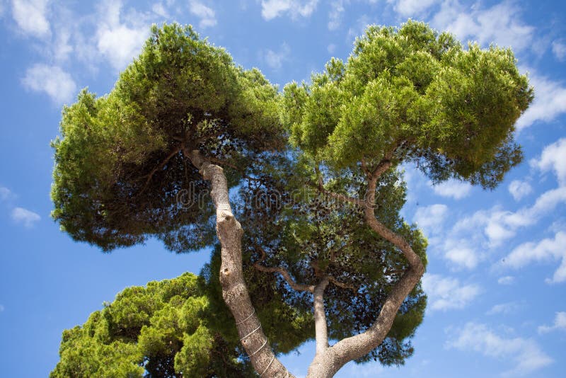 Upper branches of a tree stock photo. Image of branches - 41283462