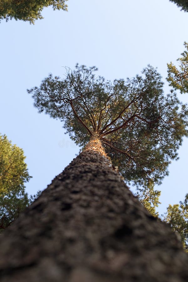 Upper Branches of Tree, Pine View from Below Stock Image - Image of ...