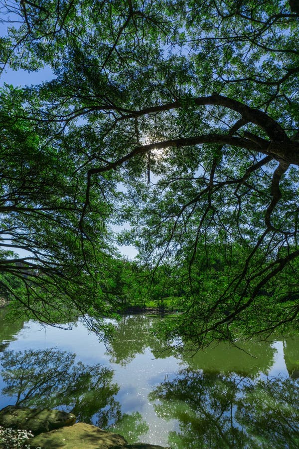 Upper branches of tree stock photo. Image of growth, sunshine - 87720482
