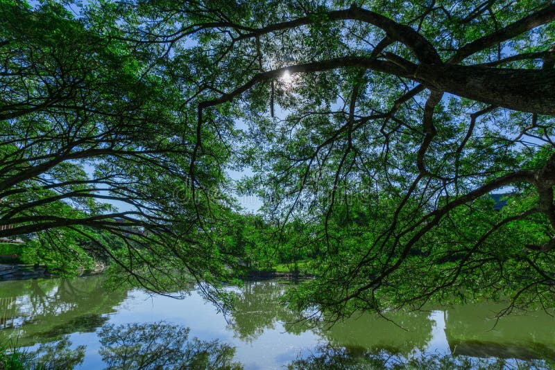 Upper branches of tree stock photo. Image of scene, nature - 87720556