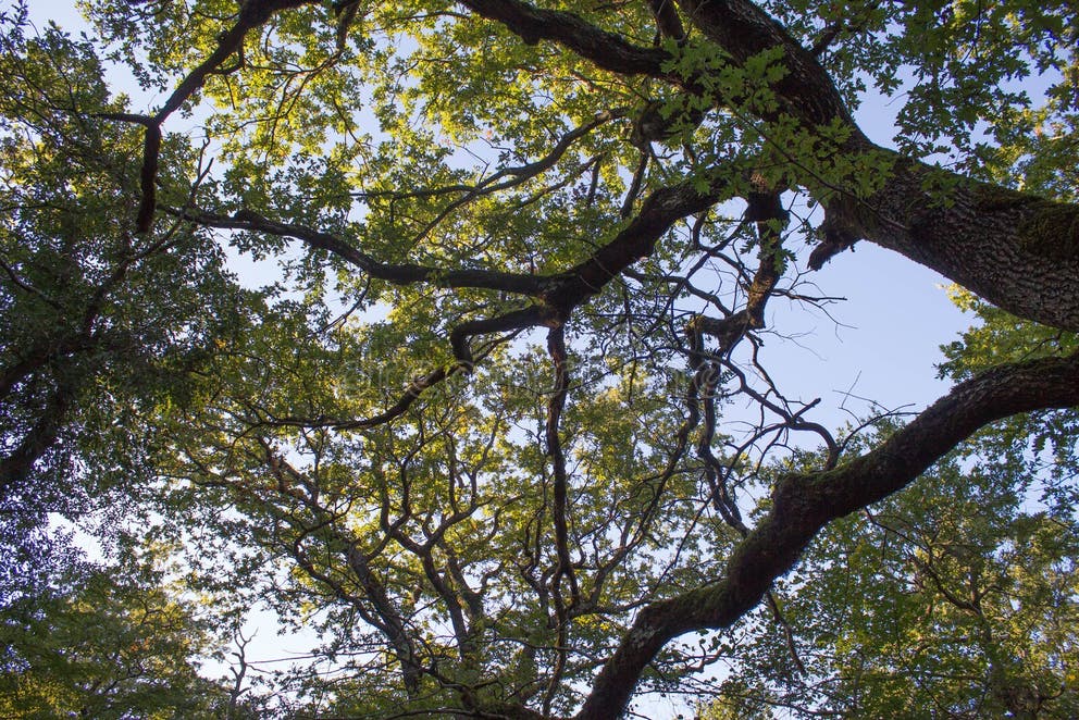 Upper Branches of Tree. Sunlight through Green Tree Crown - Low Angle ...