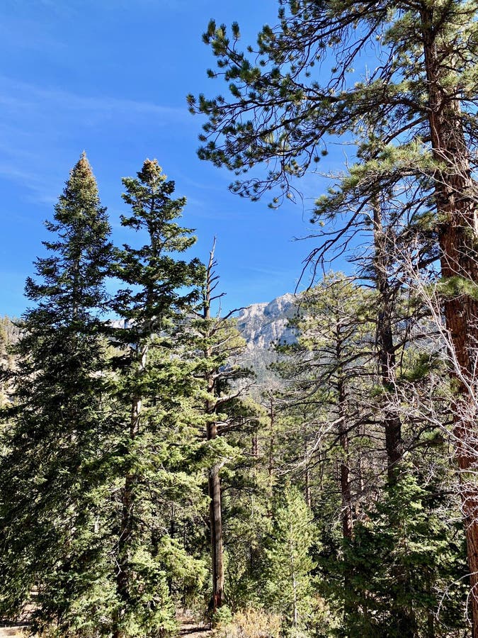 Upper Bristlecone Loop Trail, Mt. Charleston, Nevada Stock Photo ...