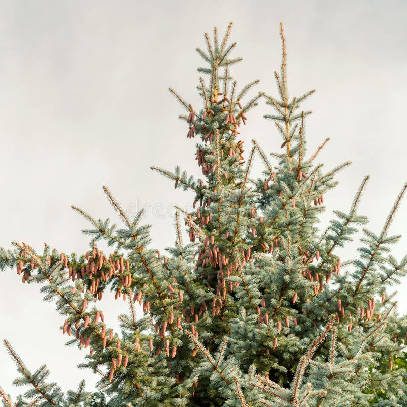 The Crown of the Conifer in the Middle of the Light Stock Image - Image ...