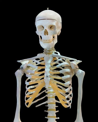 Upper Half of Human Skeleton on White Stock Photo - Image of chest ...