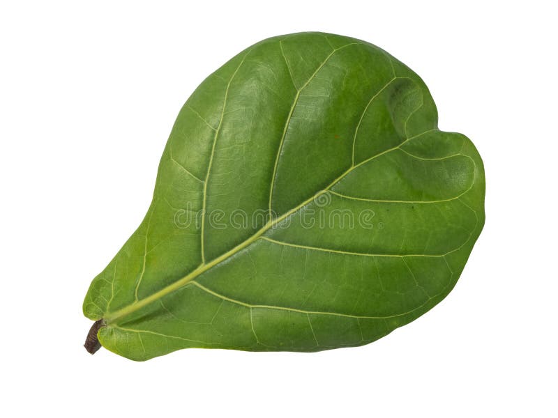 Upper Leaf of a Ficus Lyrata Left Stock Image - Image of lyrata, single ...