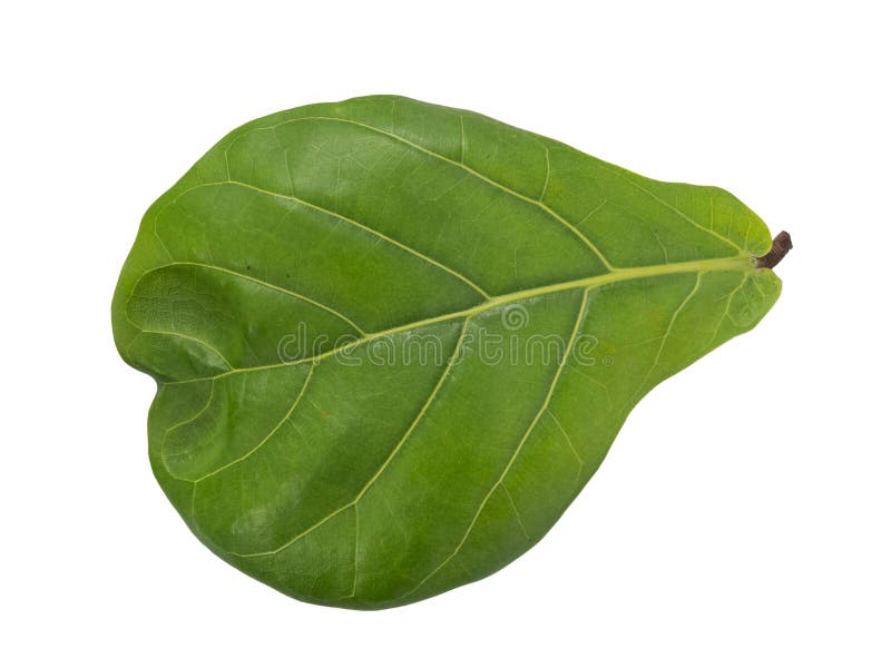 Upper Leaf of a Ficus Lyrata Right Stock Photo - Image of plant, front ...