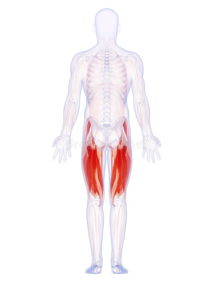 The upper leg muscles stock illustration. Illustration of biology ...