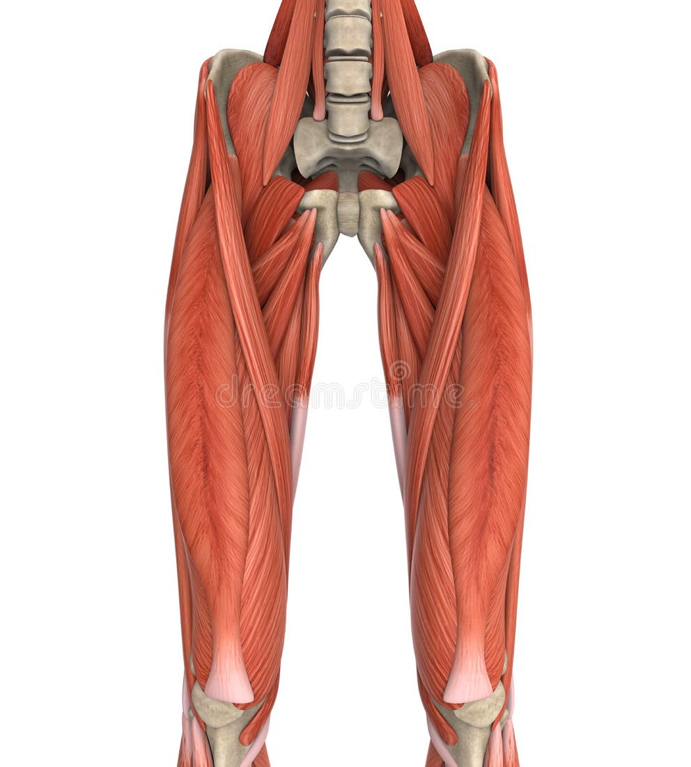 Quadriceps Legs Muscle Stock Illustrations – 54 Quadriceps Legs Muscle ...