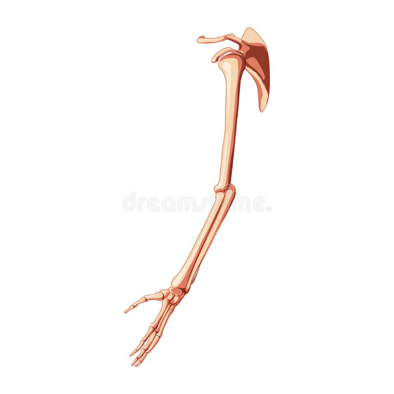Upper Limb Arm with Shoulder Girdle Skeleton Human Side Lateral View ...