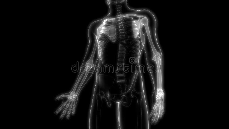 Upper Limbs of Human Skeleton System Anatomy X-ray 3D Rendering Stock ...