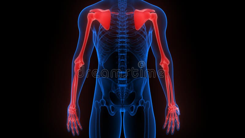 Upper Limbs Bone Joints of Human Skeleton System Anatomy X-ray 3D ...