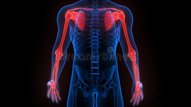 Upper Limbs of Human Skeleton System Anatomy X-ray 3D Rendering Stock ...